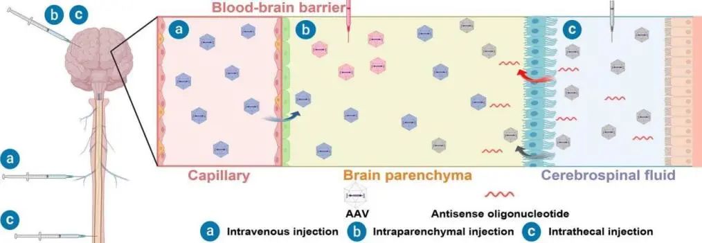 从Taysha绝地逢生获1.5亿美元融资，看AAV基因疗法在CNS领域的开发现状与挑战