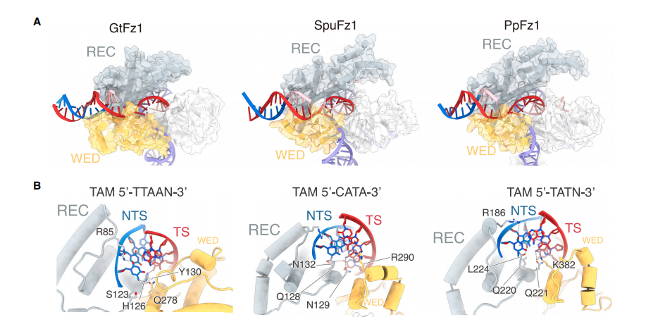 Cell：刚发完 Nature，张锋院士基因编辑领域再获重磅突破！