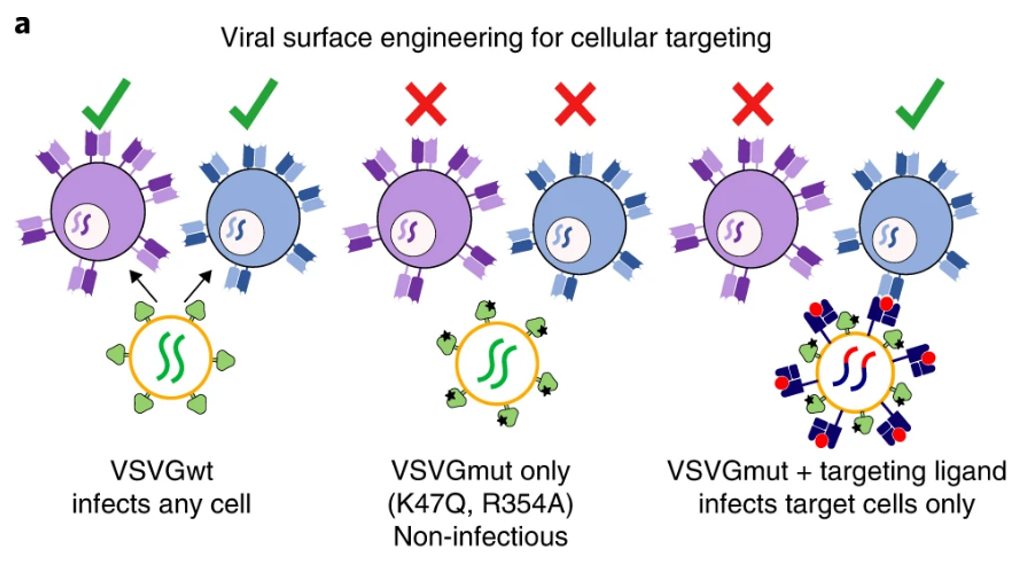 取代传统细胞治疗？ in vivo CAR细胞疗法将爆发式迈入临床试验