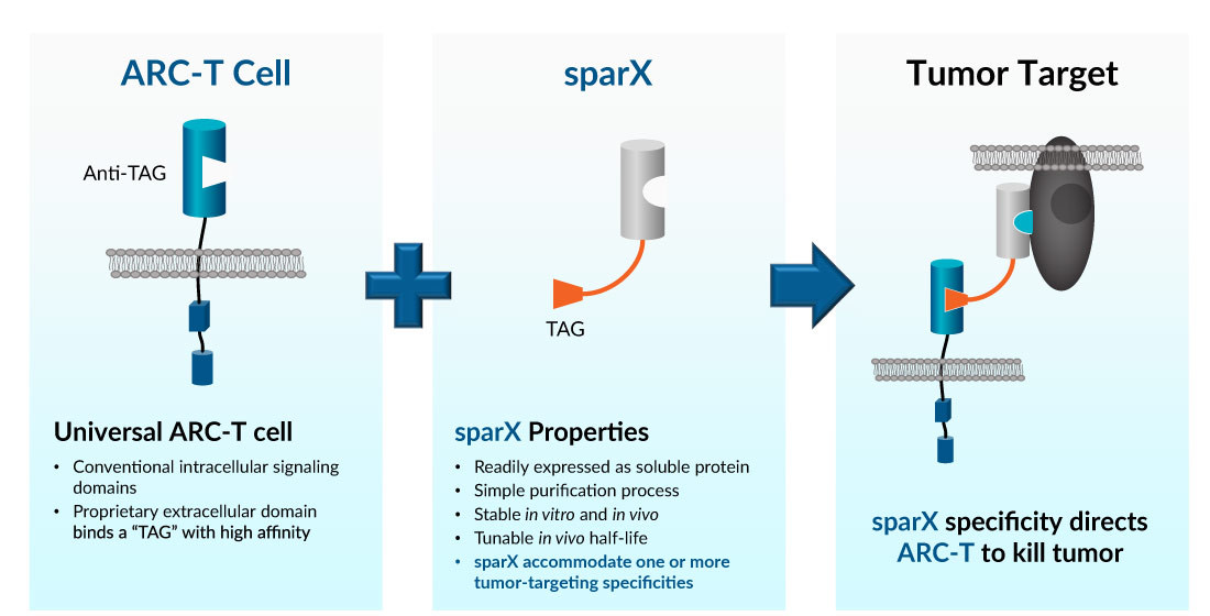 最新：治疗多发性骨髓瘤，靶向BCMA的新型ARC-T细胞疗法获FDA授予孤儿药称号