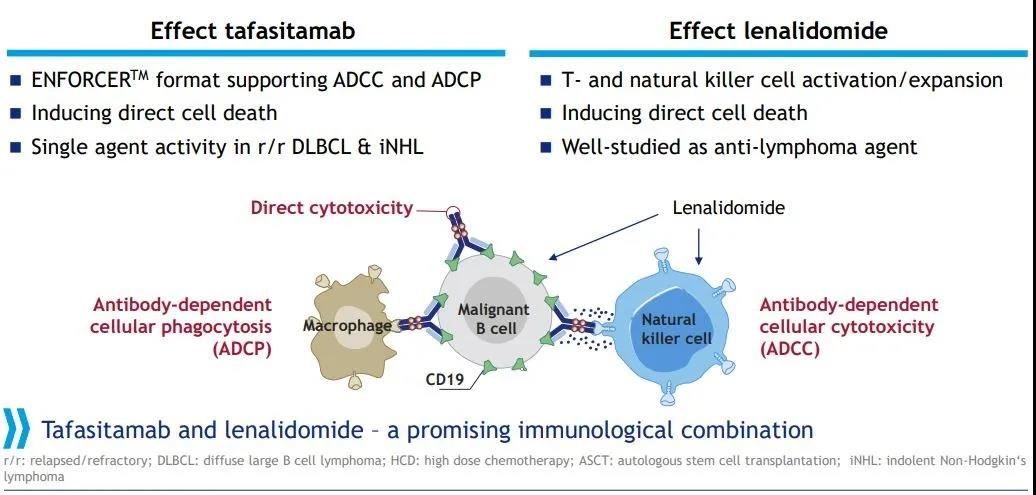 CD19单抗--tafasitamab的上市许可申请获EMA受理