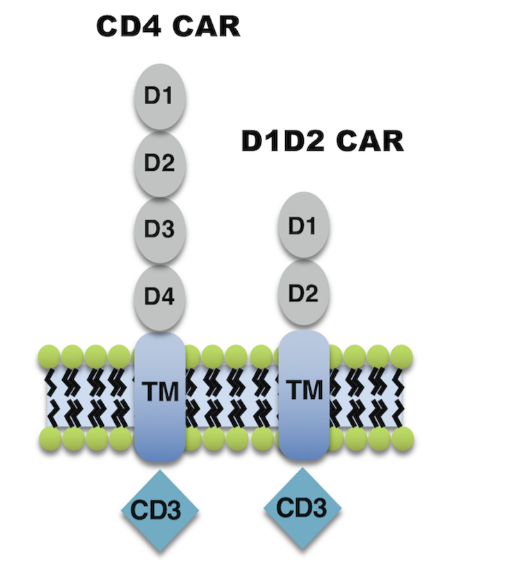 治疗HIV新策略！CAR基因治疗显示出良好的有效性和持久性丨医麦黑科技