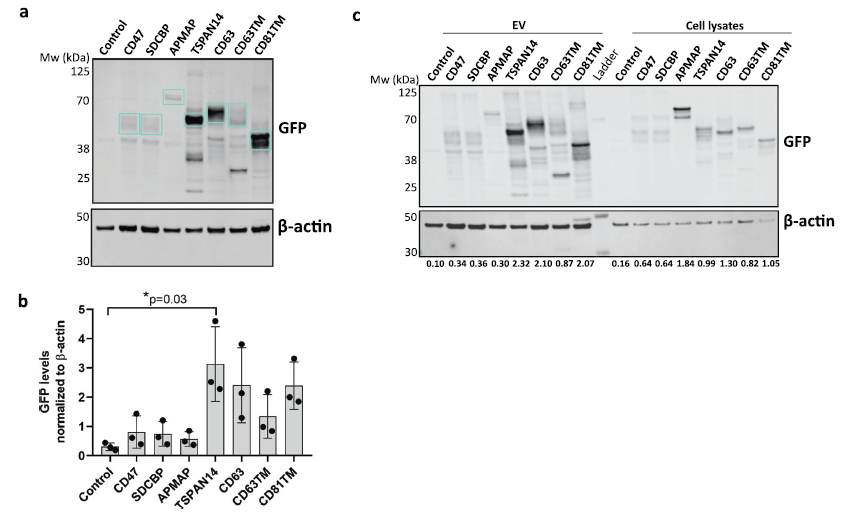 工程化外泌体的关键步骤:蛋白装载的质量评估策略