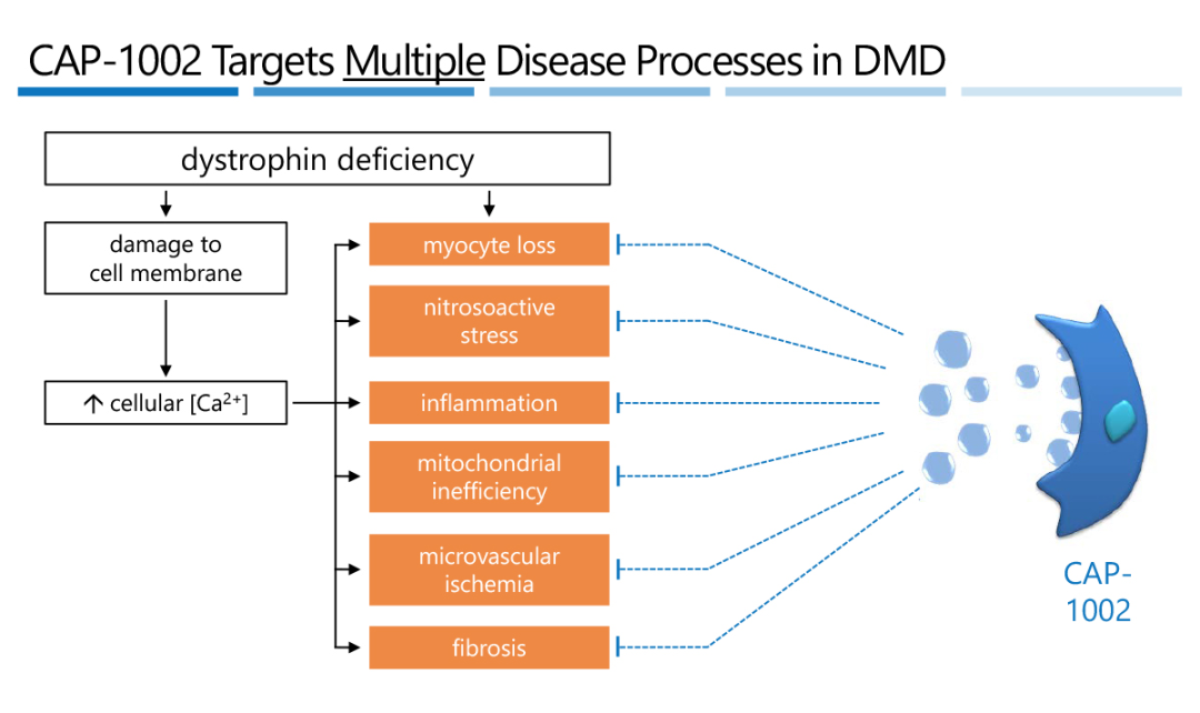 基于外泌体的DMD治疗最新2期数据出炉，外泌体疗法进展一览