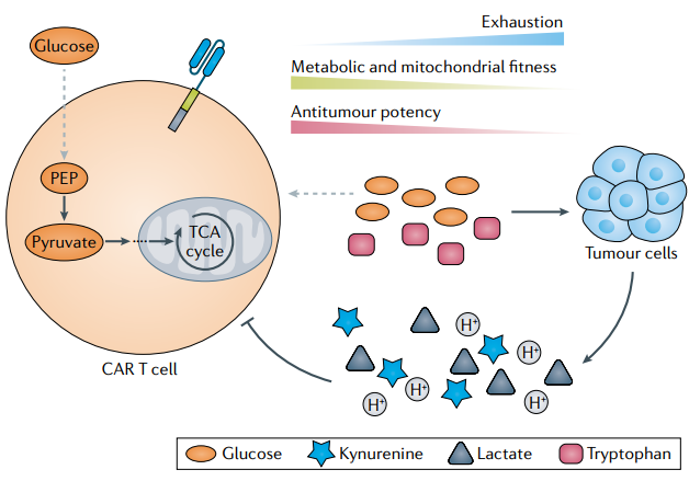 CAR-T攻克实体瘤，CAR结构升级策略汇总（附国内企业研发进展）