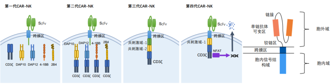 详解CAR-NK前瞻性改造与CAR结构迭代，助力疗效与安全性提升
