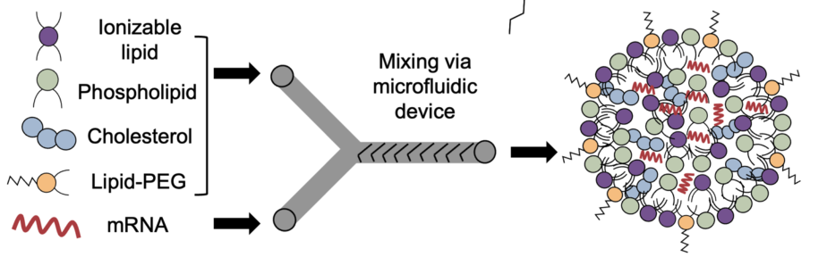 首次！mRNA-LNP实现胎盘高效递送，核酸药迎来肝外靶向新时代