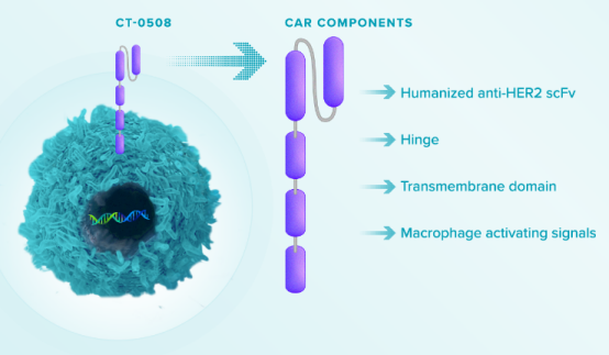 CAR-M疗法全景图、全球7家布局企业大盘点