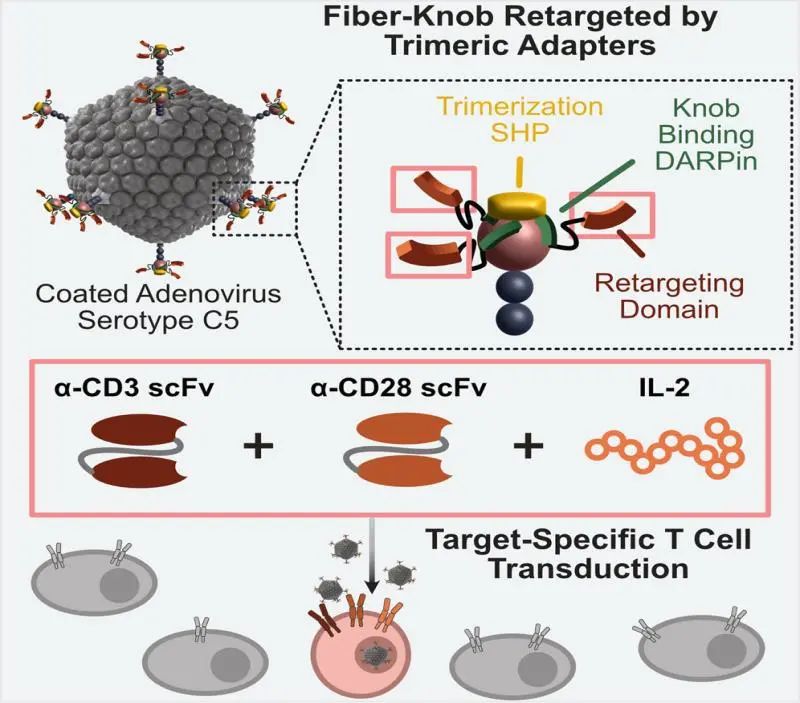 基于CRISPRa系统的靶向“shock and kill”基因疗法让HIV-1无处潜藏！