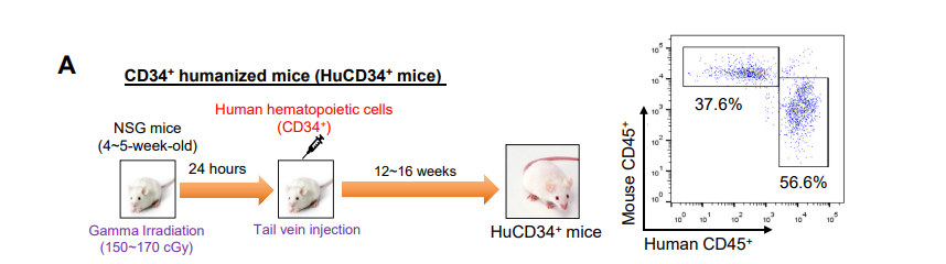 CD34人源化小鼠助力结肠直肠癌机理研究及药物开发