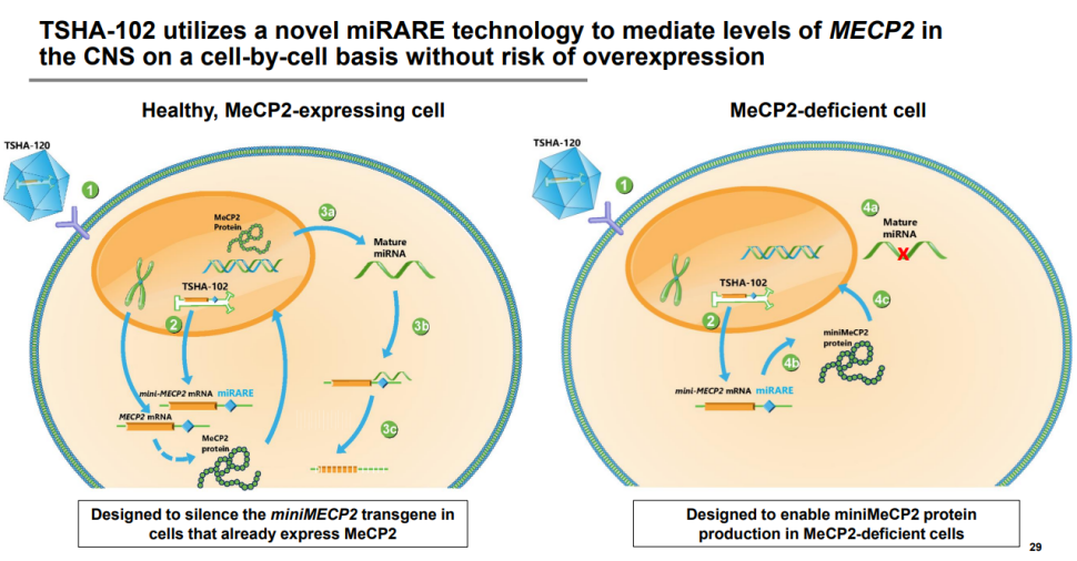 从Taysha绝地逢生获1.5亿美元融资，看AAV基因疗法在CNS领域的开发现状与挑战